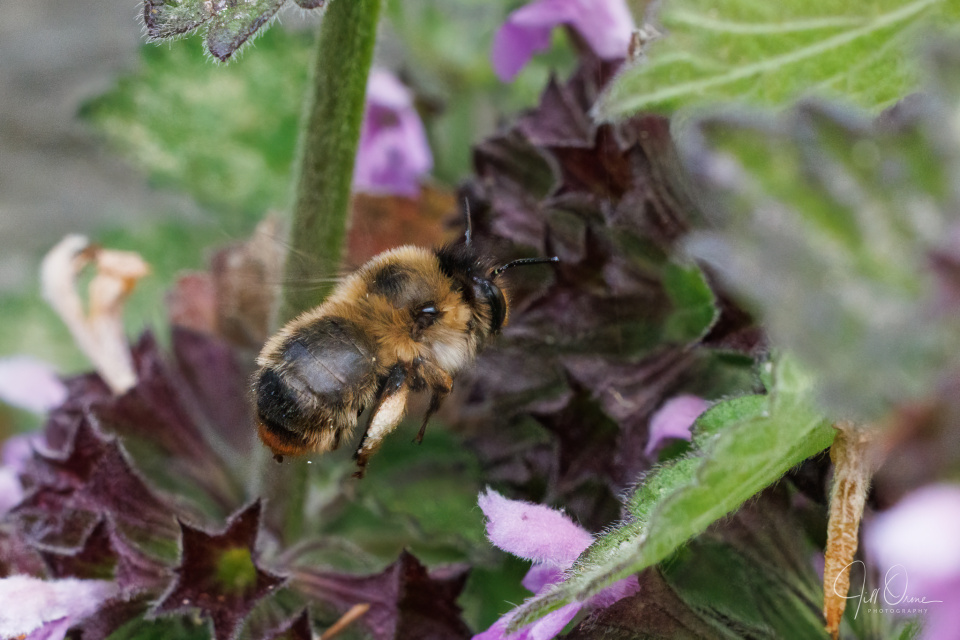 Fork-tailed Flower Bee | JDO | Blipfoto