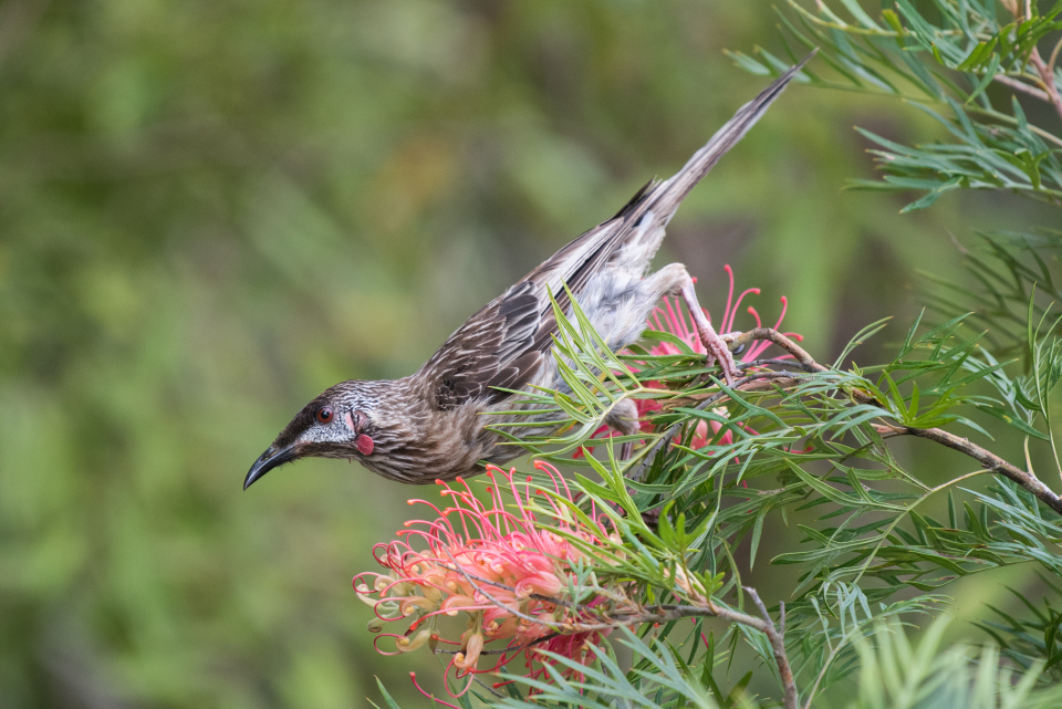 Red Wattle bird | jensphotos | Blipfoto