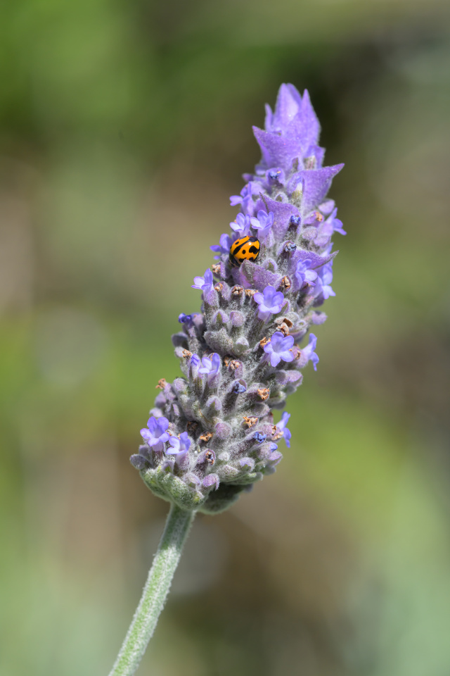 Snug as a bug in a (lavender) rug | jensphotos | Blipfoto