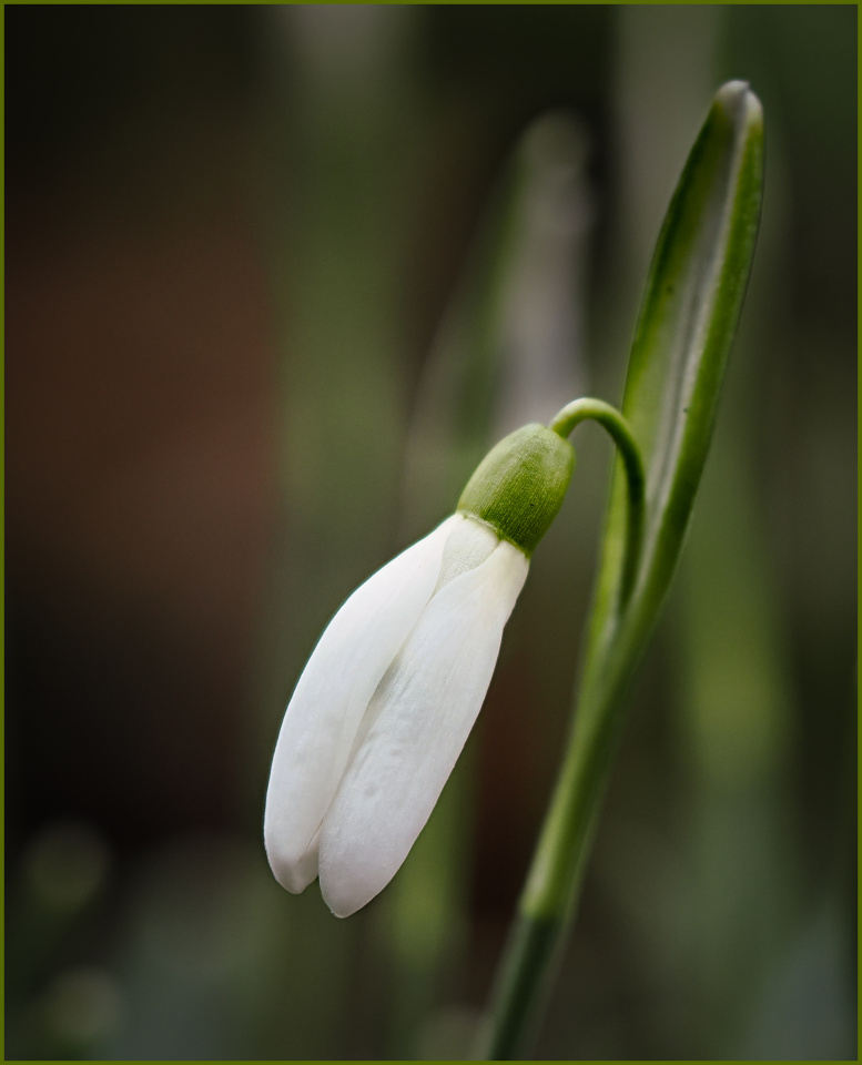 Flower Friday - Snowdrop | davidc | Blipfoto