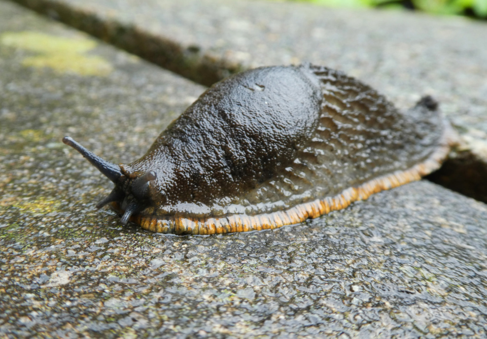A sluggish day | NatureWatcher | Blipfoto