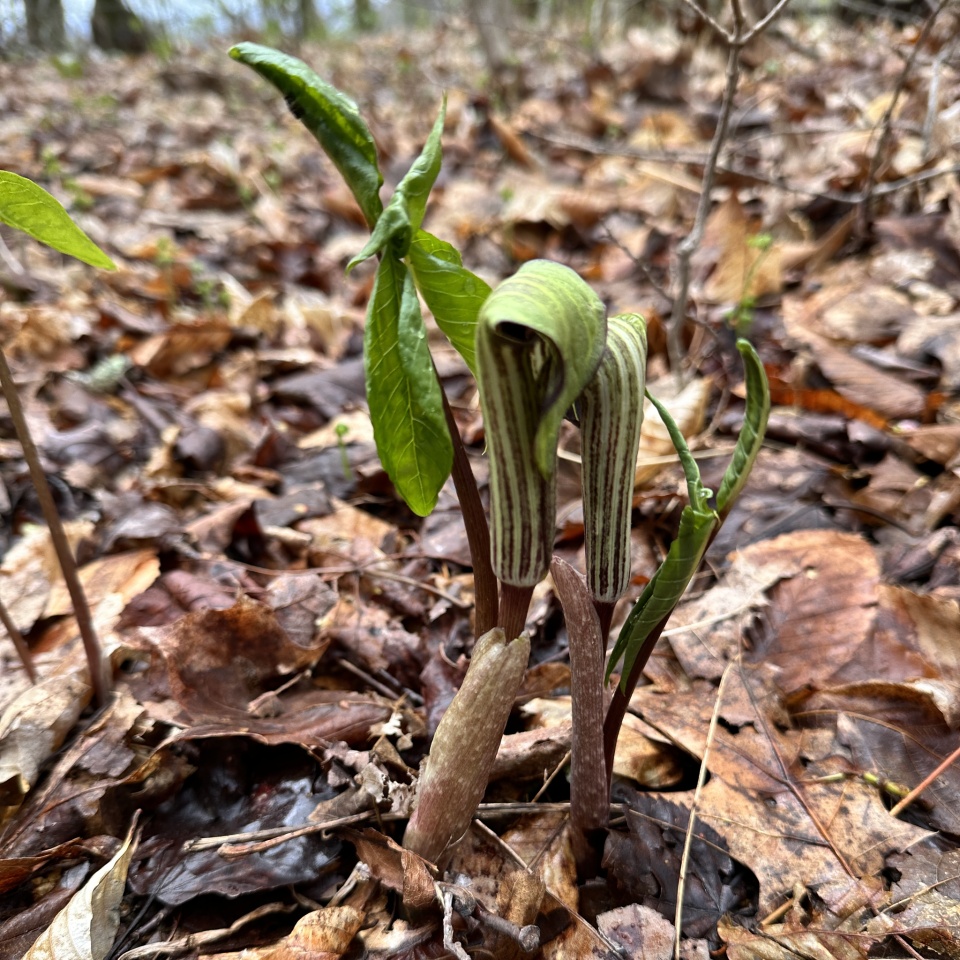 Ceci N'est Pas Une Oiseaux | Kimb | Blipfoto
