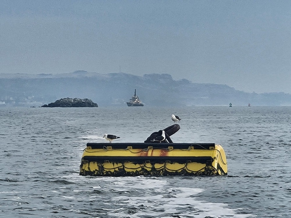 Buoy Birds | PappaG | Blipfoto