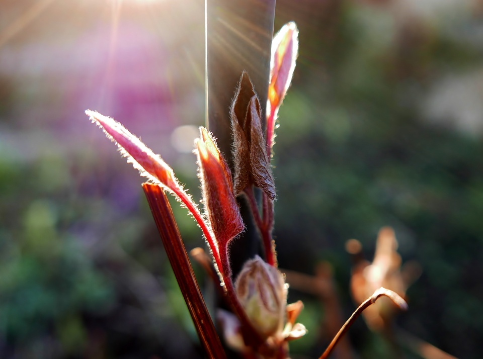 New Shoots | evolybab | Blipfoto