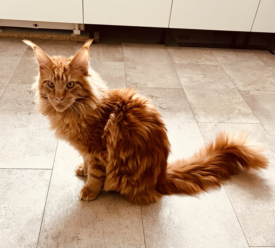 Meet Rufus | Romay | Blipfoto