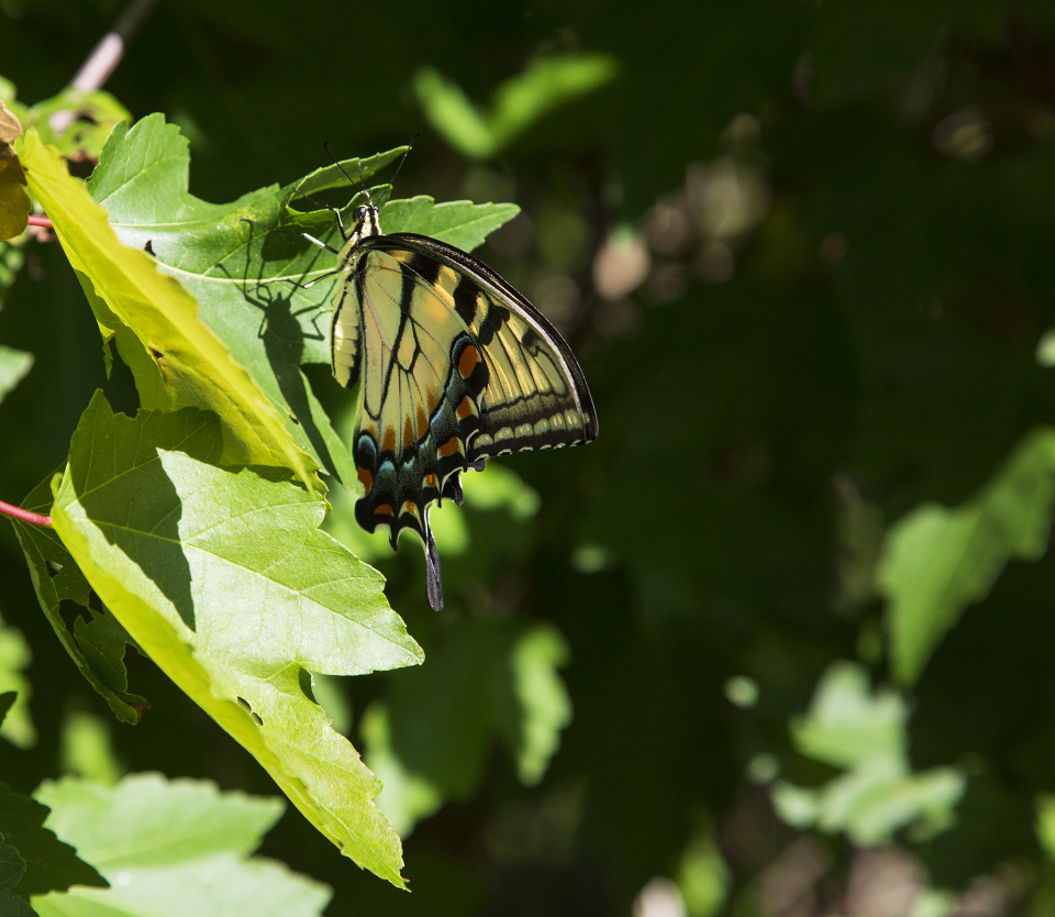 Swallowtail | bugsman | Blipfoto
