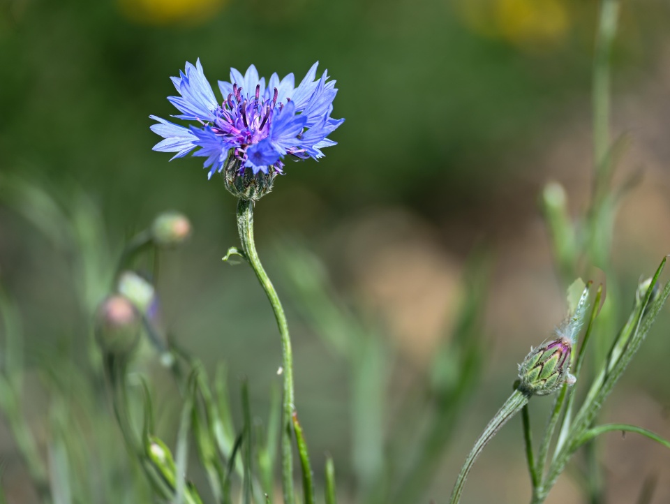 Cornflower Friday | Stiffknees | Blipfoto