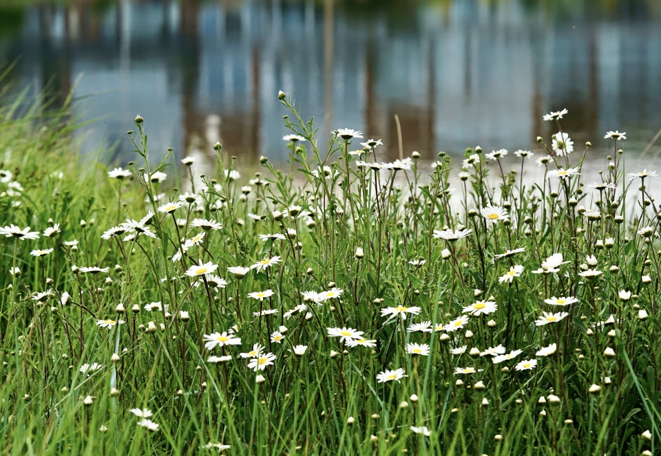 Daisy bank... | lesmark | Blipfoto