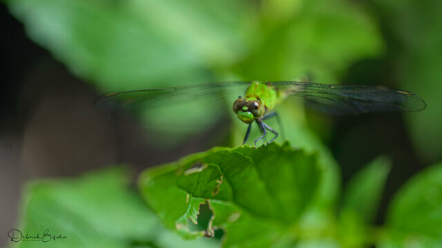 Eyes | dbifulco | Blipfoto