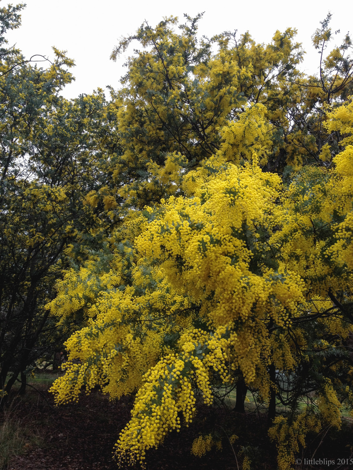 Golden Wattle | littleblips | Blipfoto