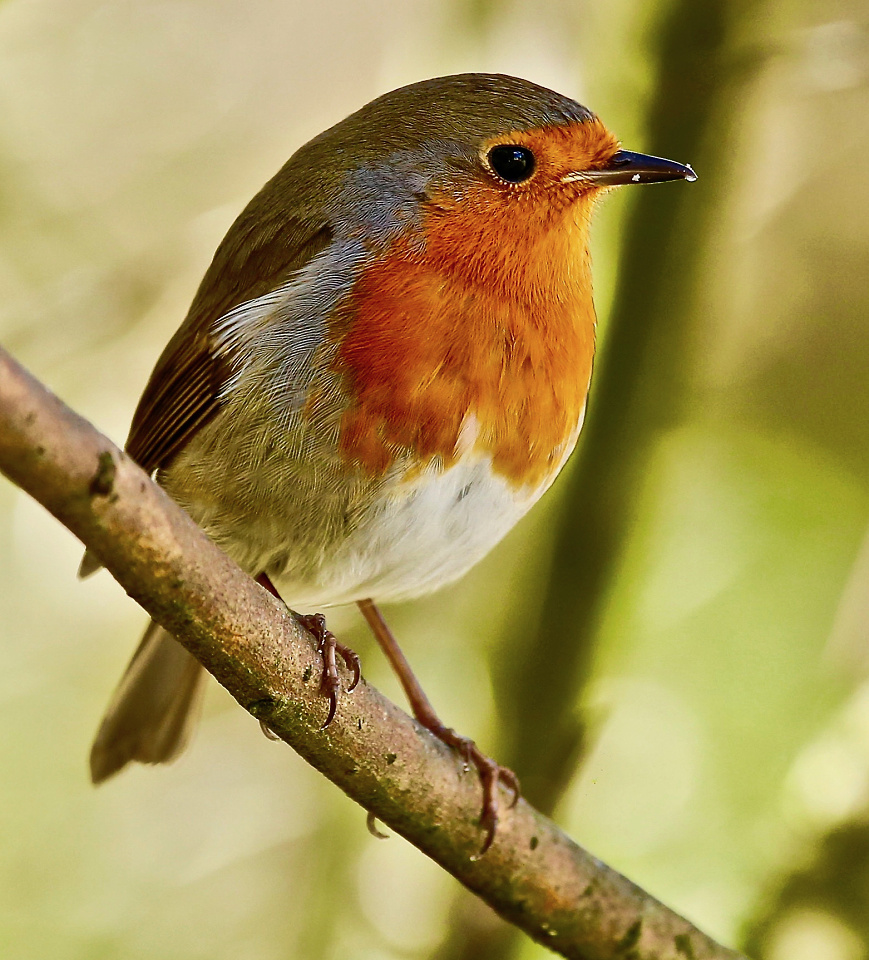Robin in a striking pose | Adrian2912 | Blipfoto