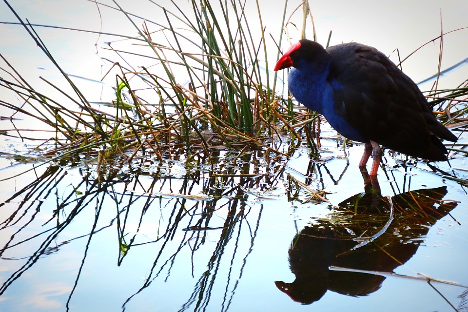 Eastern swamp hen | AnnieBelle | Blipfoto