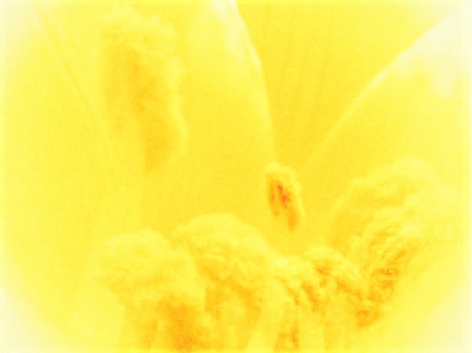 Yellow Fuzz with red | MaryElizaR | Blipfoto