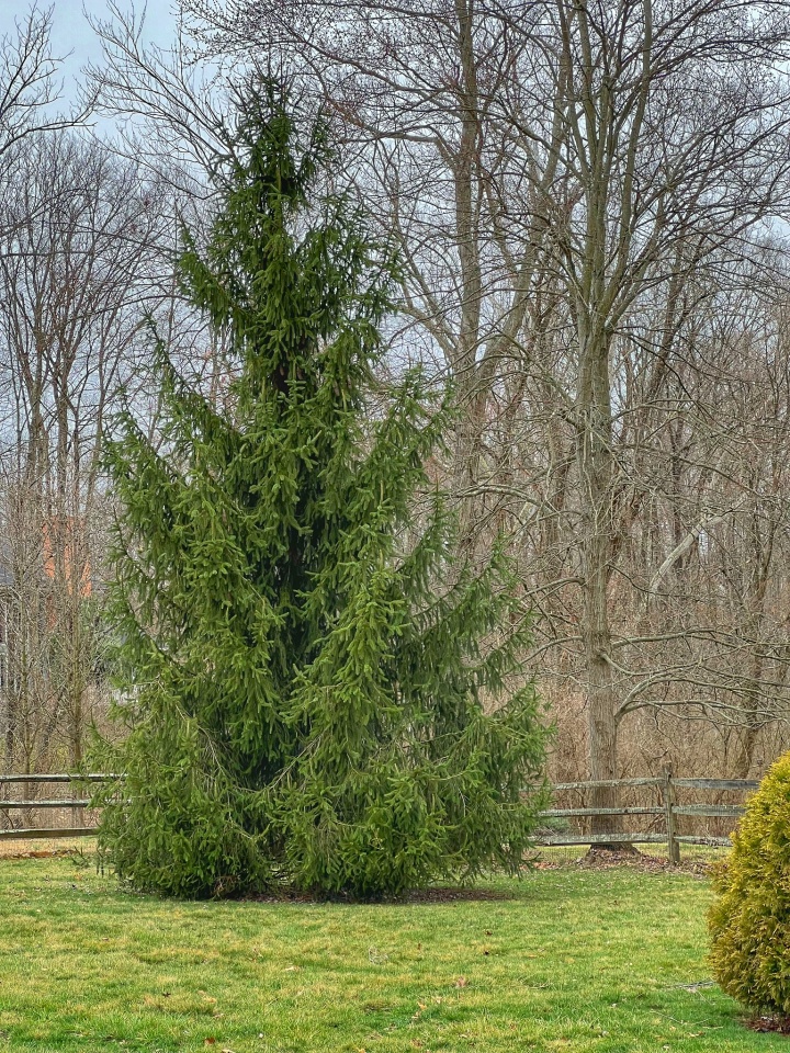 “Laura’s tree” | turnx3 | Blipfoto