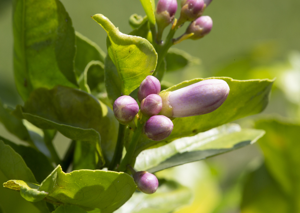 Buds | bugsman | Blipfoto