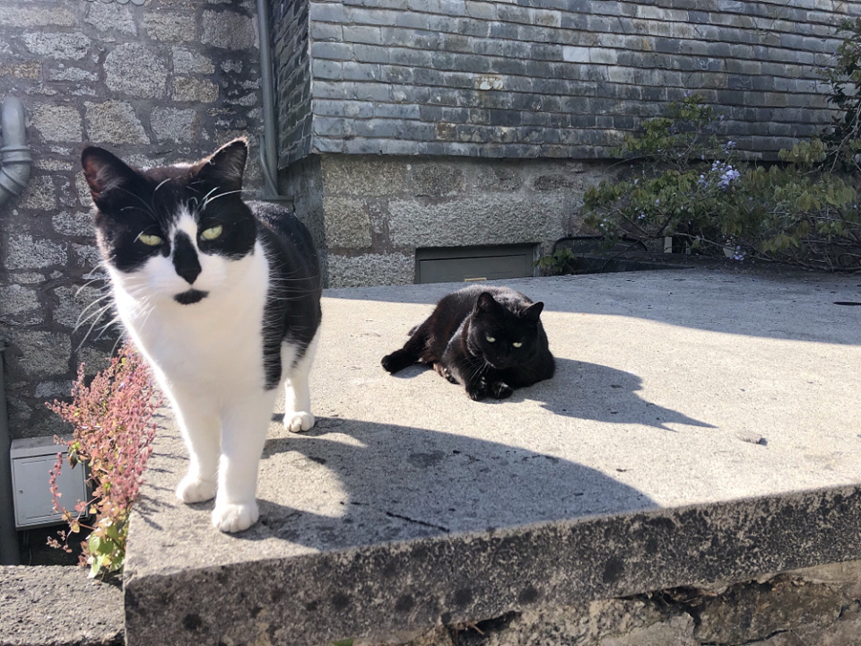 Cats catting | Roly | Blipfoto