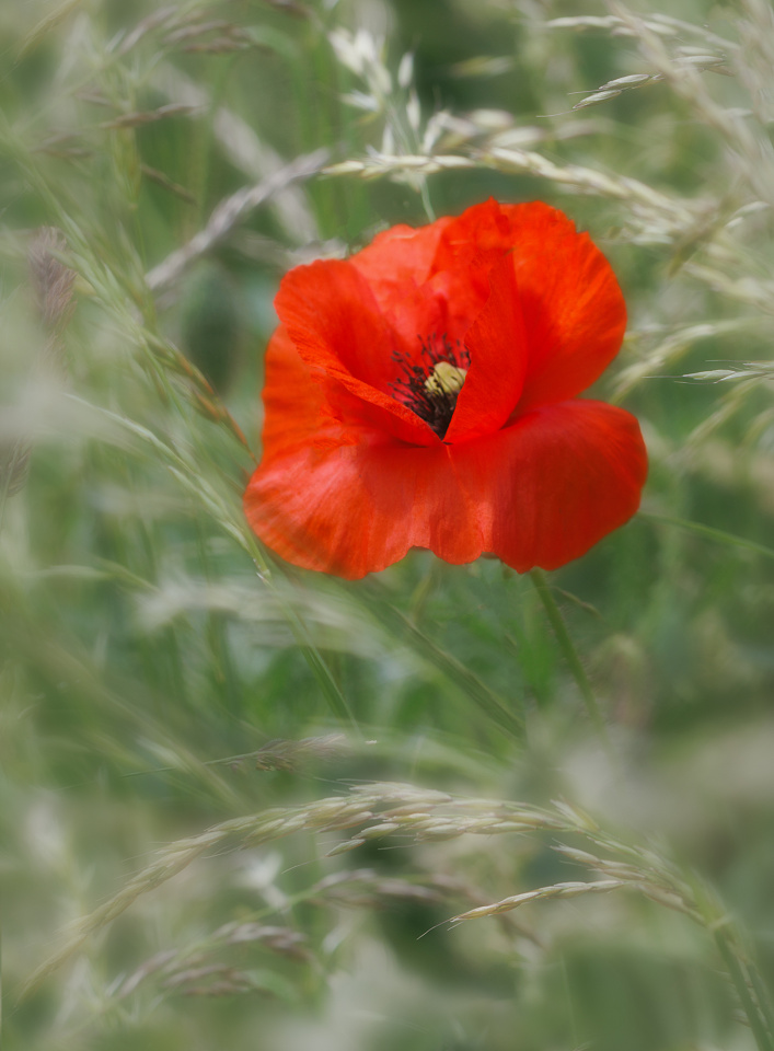 poppy | LesleyAlsford | Blipfoto