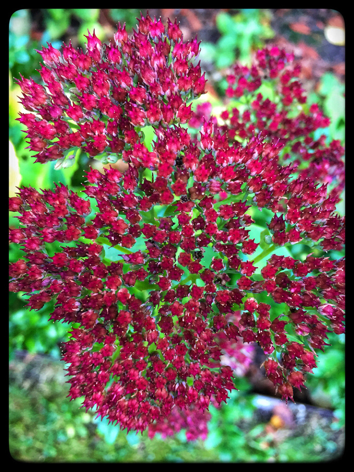 Still blooming. | calliope | Blipfoto