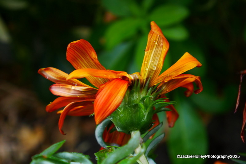 Droopy | ThingsBeautiful | Blipfoto