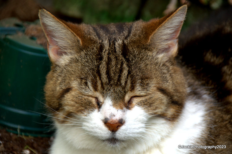 Little Miss Sleepyhead | ThingsBeautiful | Blipfoto