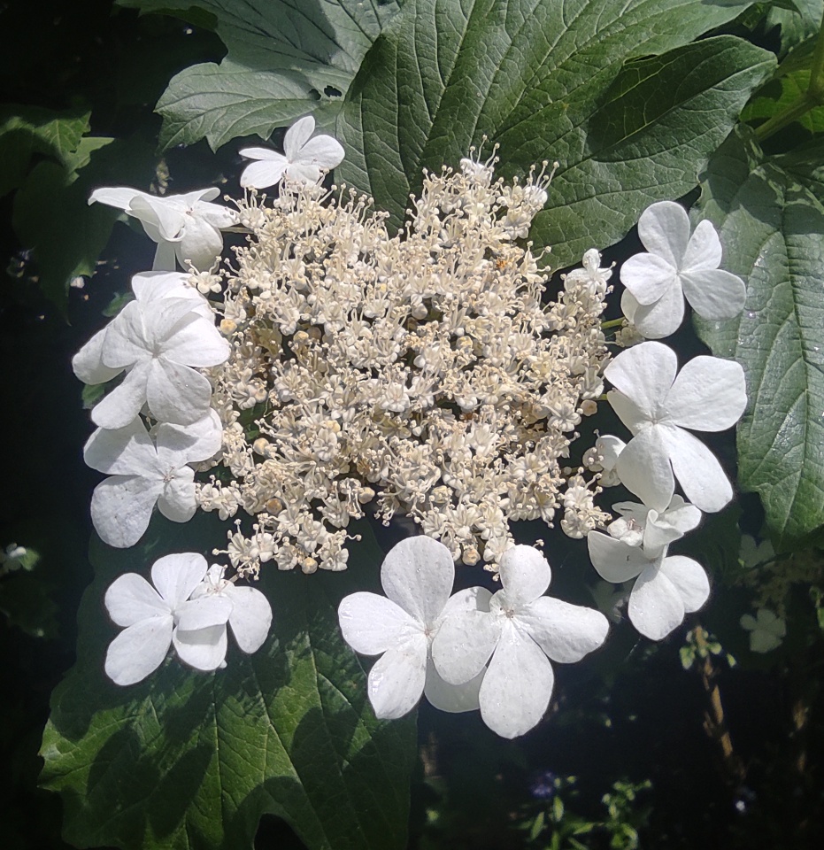 Guelder Rosé. | Midlander | Blipfoto
