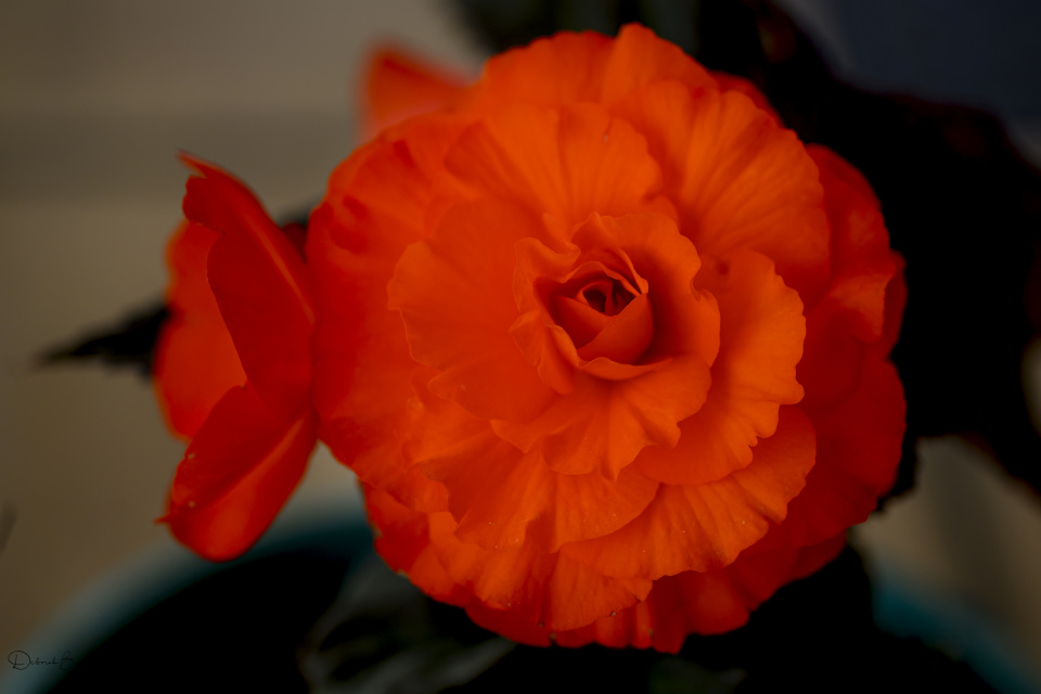 Luscious | dbifulco | Blipfoto