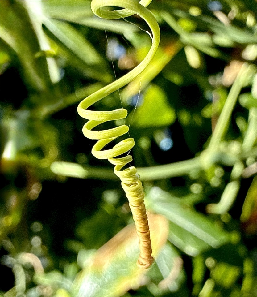 TINY TUESDAY - PASSIONFLOWER STEM | Honeycombebeach | Blipfoto