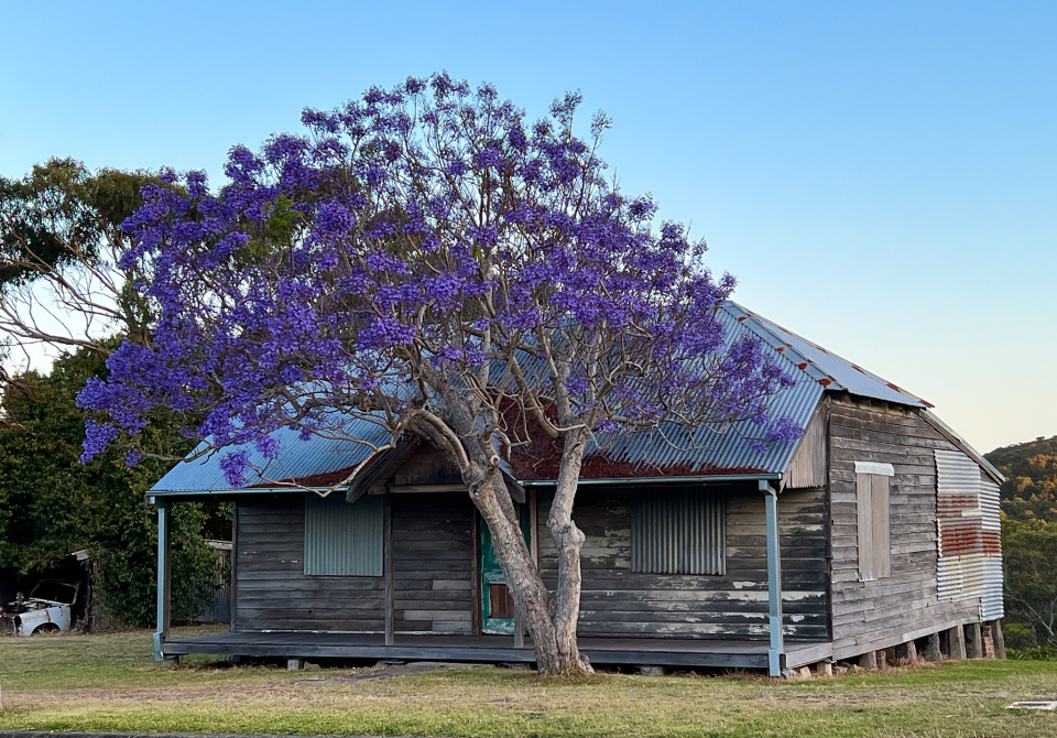 Bailey's Farm Cottage (and Jacaranda) | jensphotos | Blipfoto