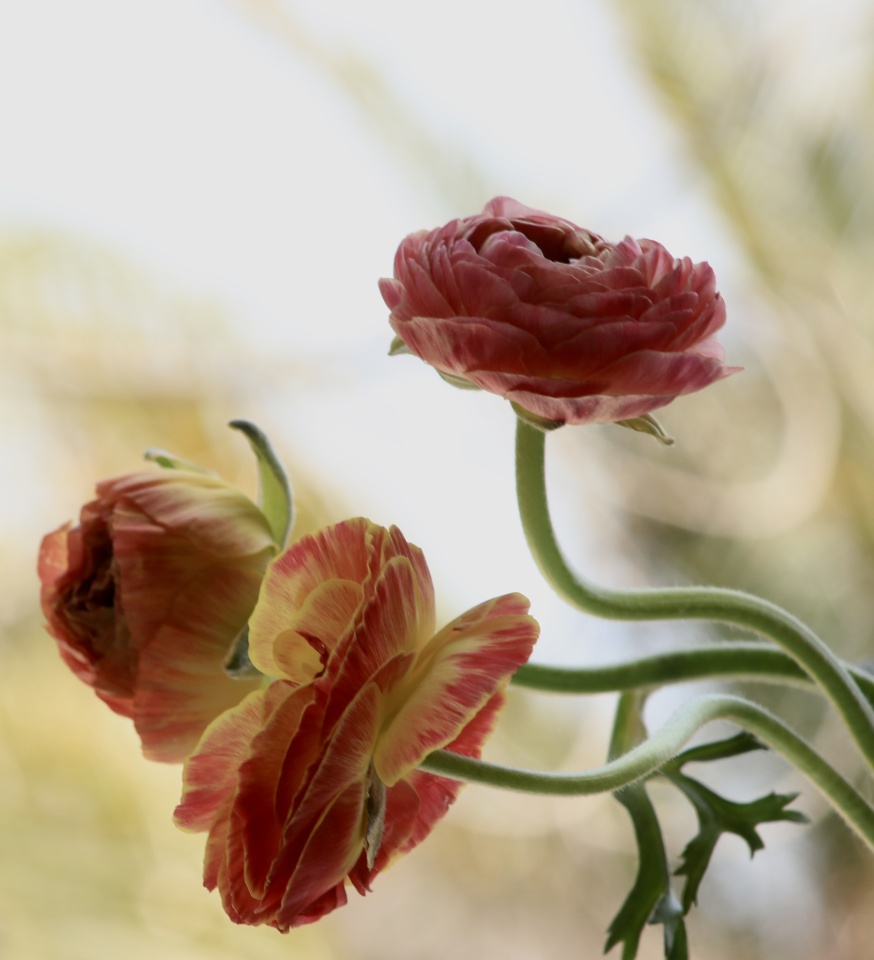 Ranunculus | carolinav | Blipfoto