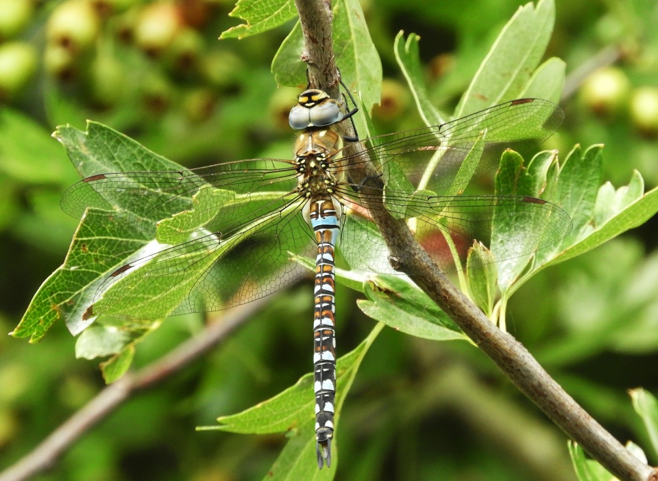 Hanging around | Tigger101 | Blipfoto