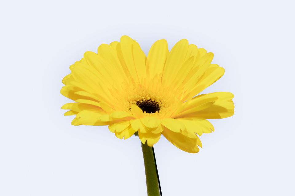 Sunny Gerbera and Wide on Wednesday results. | jensphotos | Blipfoto