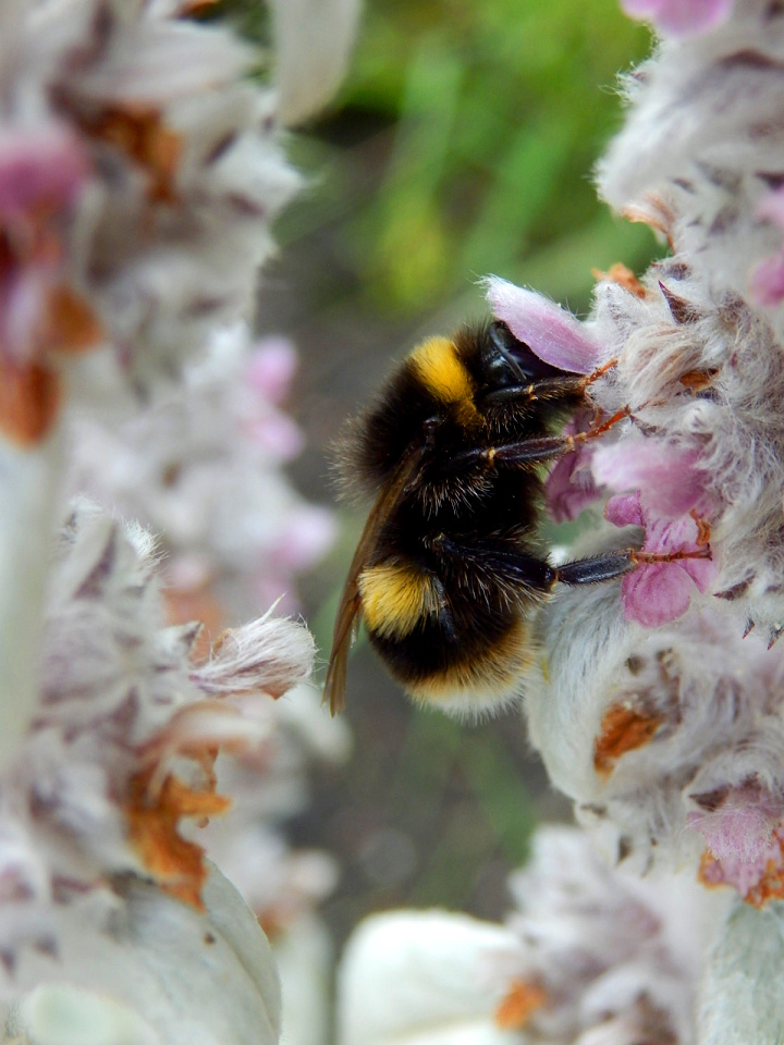 The Bee's Ears | theBroon | Blipfoto