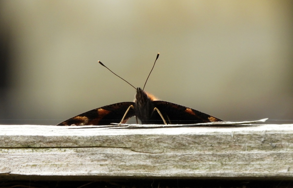 Aerials | Tigger101 | Blipfoto