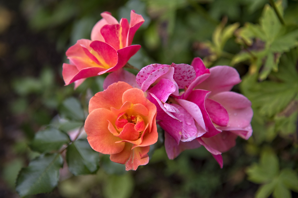 Jazz rose... | IngunnInOslo | Blipfoto