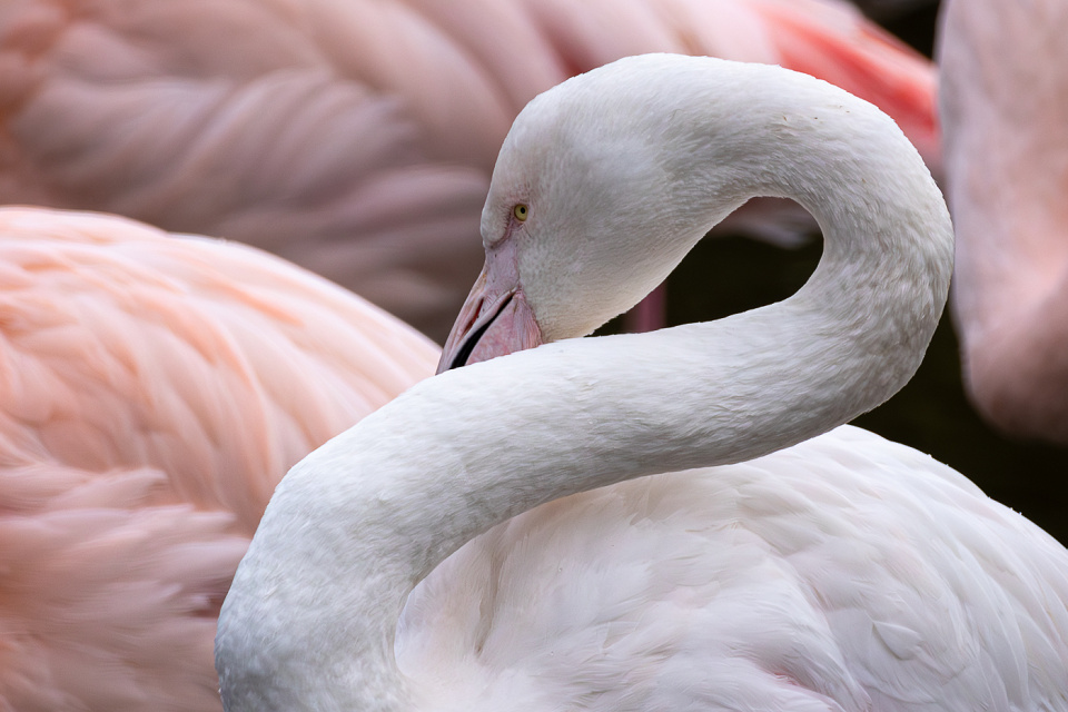 Flexible Flamingos | Bom | Blipfoto