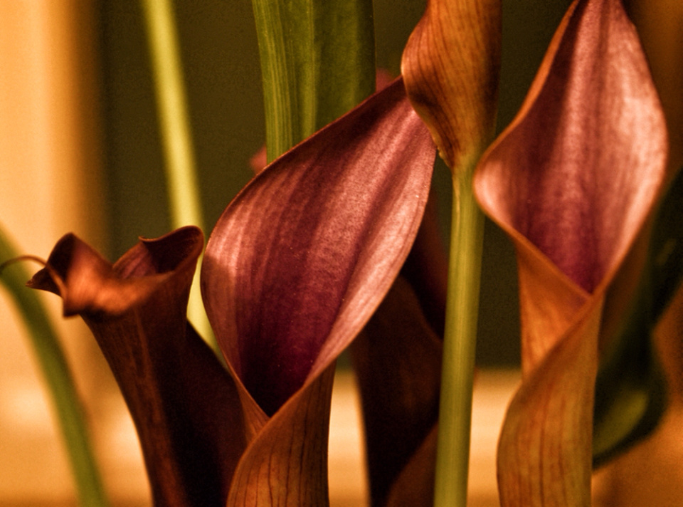 Bronzed miniature lilies | pixelpixie | Blipfoto