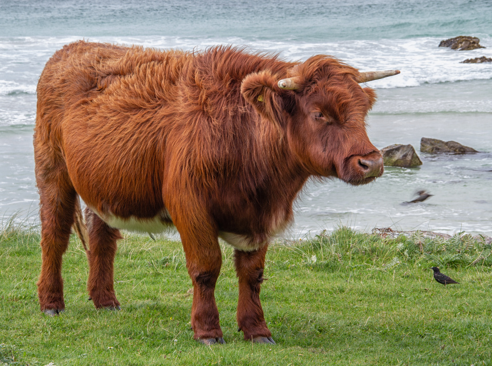 The coo and the starling... | Damnonii | Blipfoto