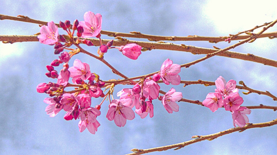 Cherry Blossom ..... | Meconopsisblue | Blipfoto