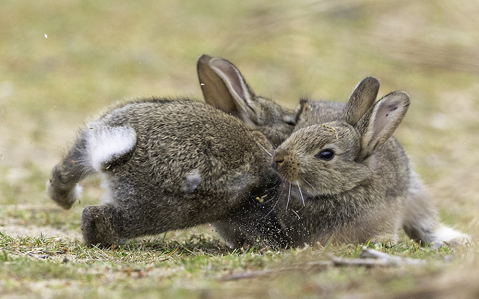 Easter Bunnies | Hillyblips | Blipfoto