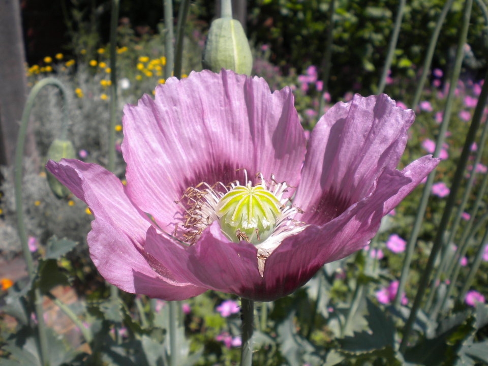Papery Poppy | PollyH | Blipfoto