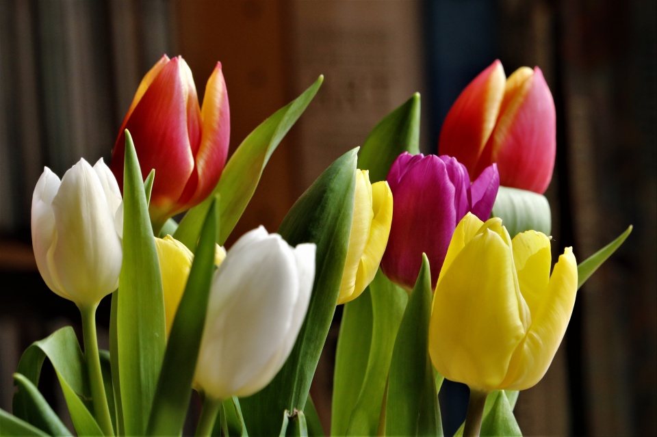 Project 365 day 66: Tulips | JanetMayes | Blipfoto
