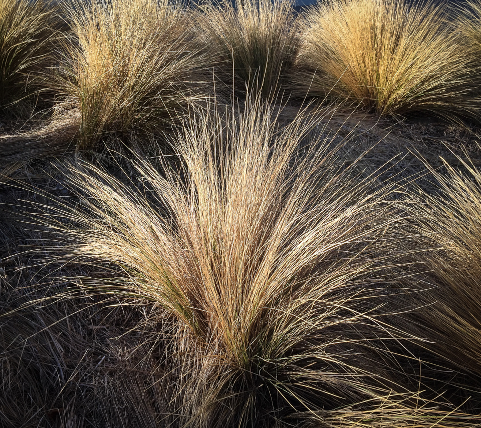 Tussock | TussockTales | Blipfoto