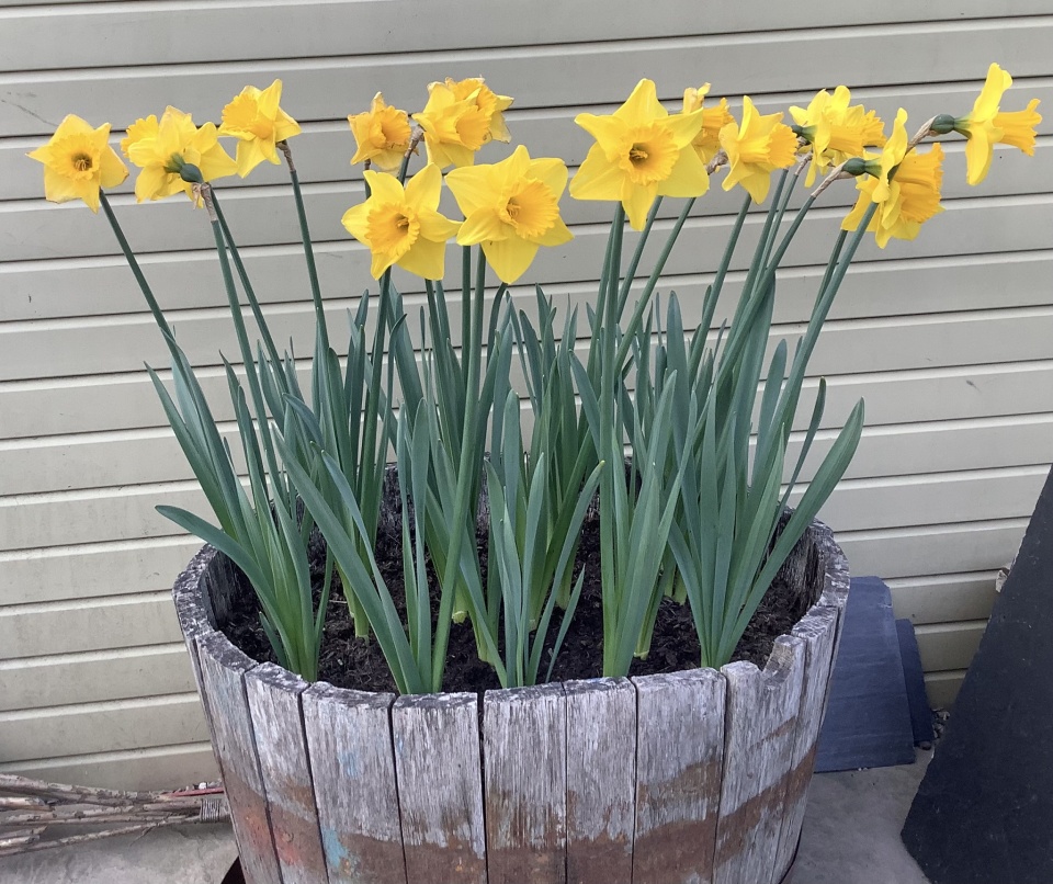 Tall Daffies! | lizzie_birkett | Blipfoto