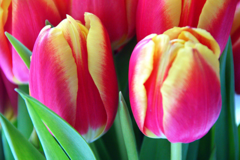 Rhubarb and Custard | ThingsBeautiful | Blipfoto