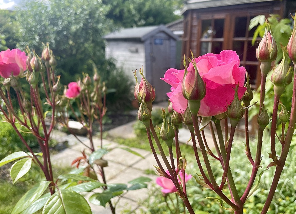 Sir Cliff Richard rose in the sunshine! | biddy | Blipfoto