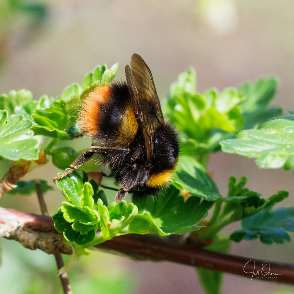Fluffy pink bum | JDO | Blipfoto