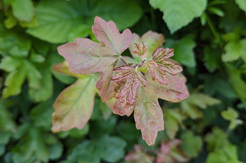 The symmetry of field maple | JanetMayes | Blipfoto