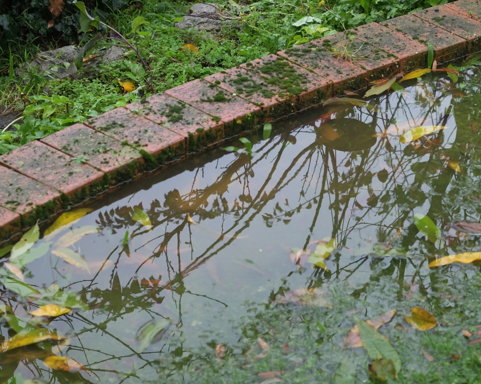 Rainy Days and Mondays . . . The Carpenters | V1k1 | Blipfoto