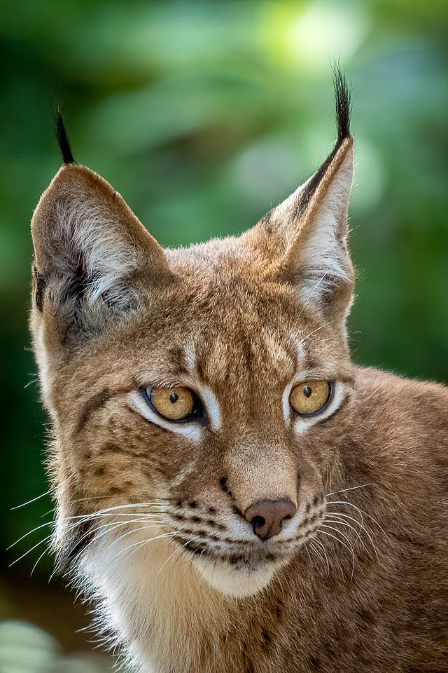 Day 222/21. A Northern Lynx. | trevsastar | Blipfoto