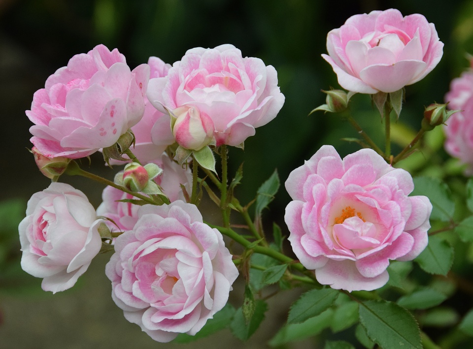 October Rose | TimM | Blipfoto